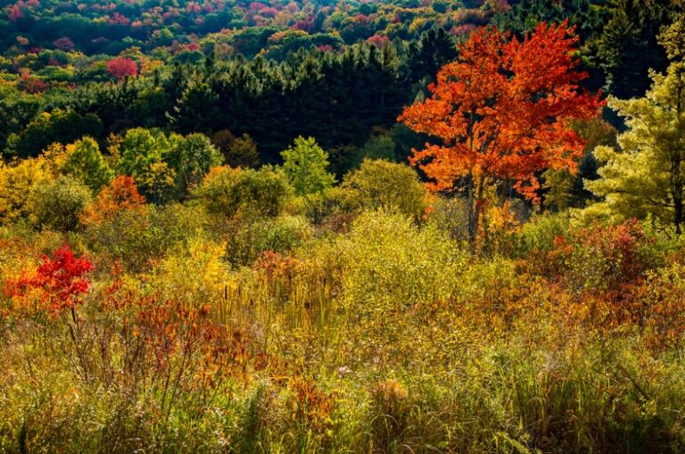 Where to See Fall Foliage and Avoid Crowds - Fifty Grande